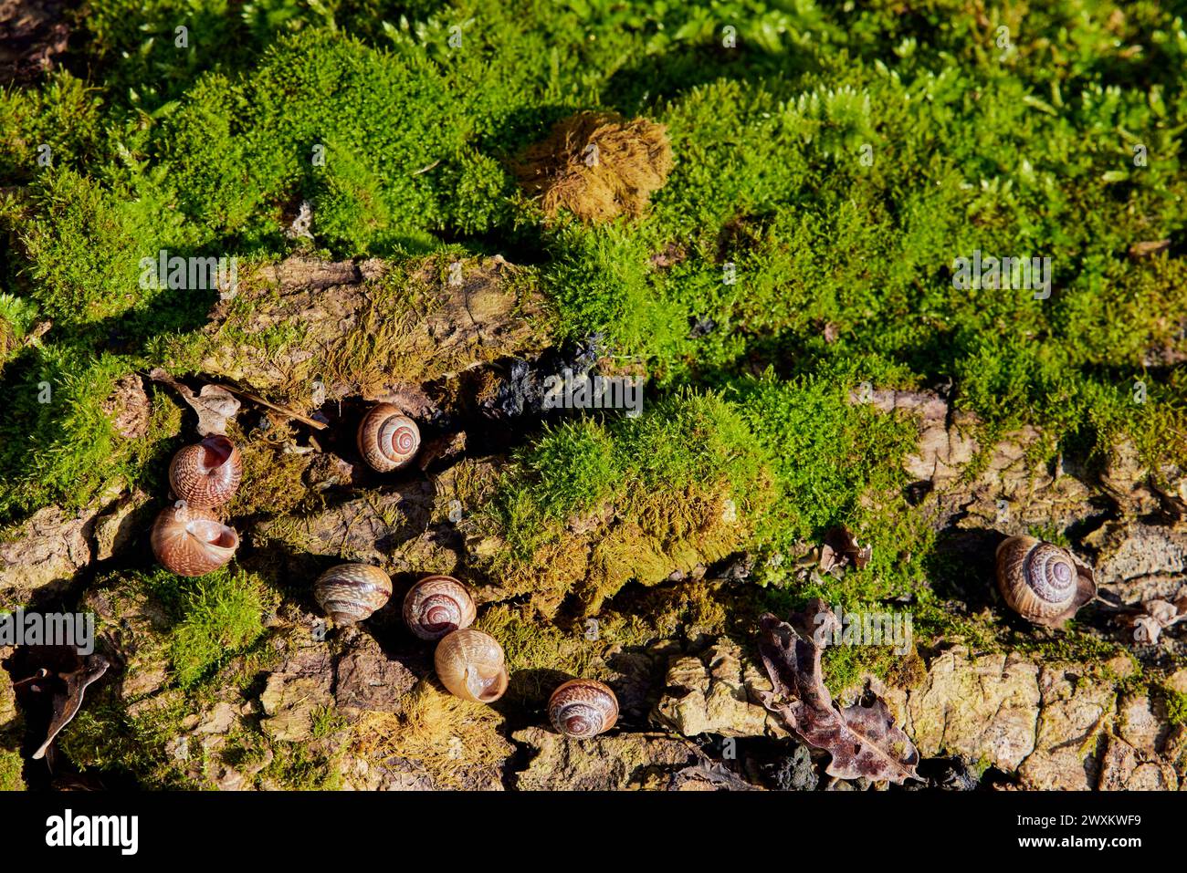 Multiple snails moving on moss-covered tree bark Stock Photo - Alamy