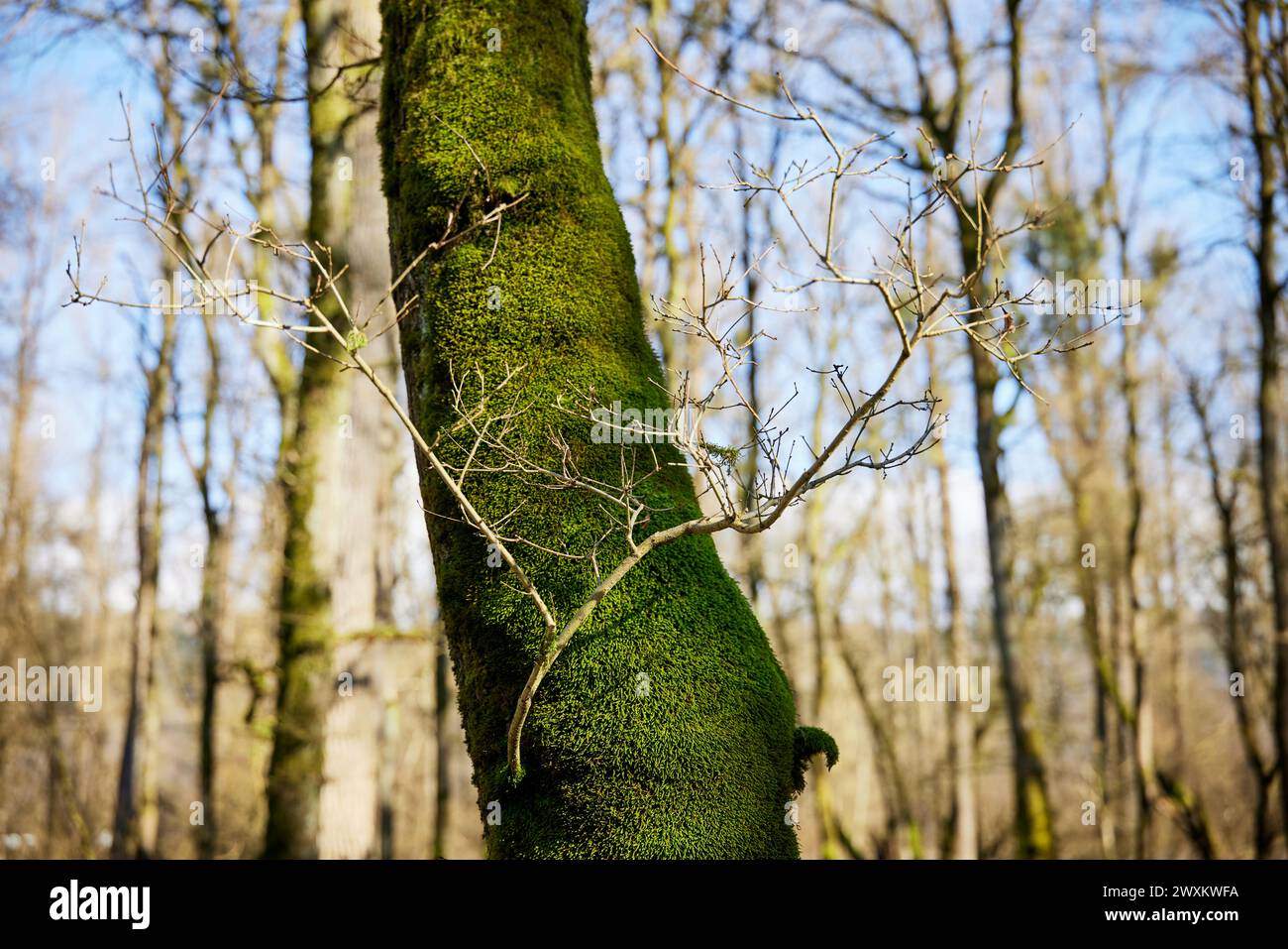 Lush ground covered hi-res stock photography and images - Alamy