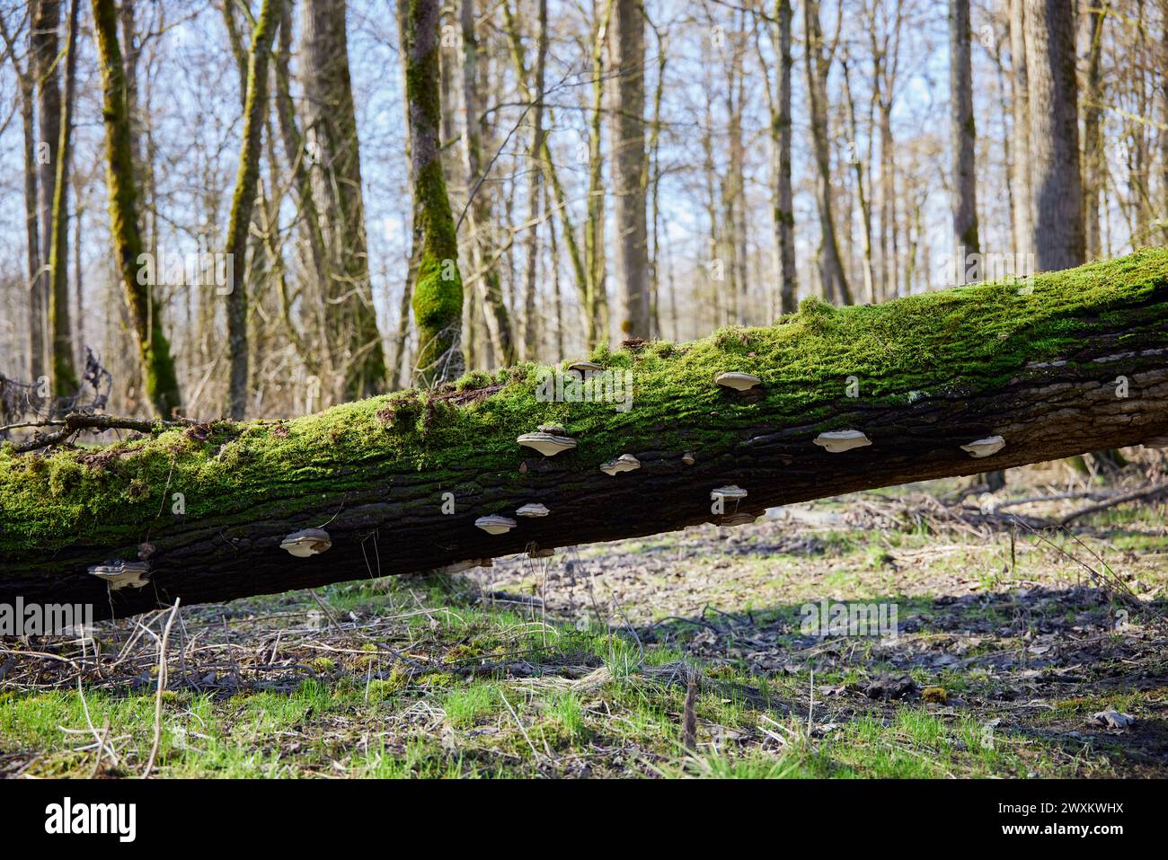 Logs covered in moss hi-res stock photography and images - Alamy