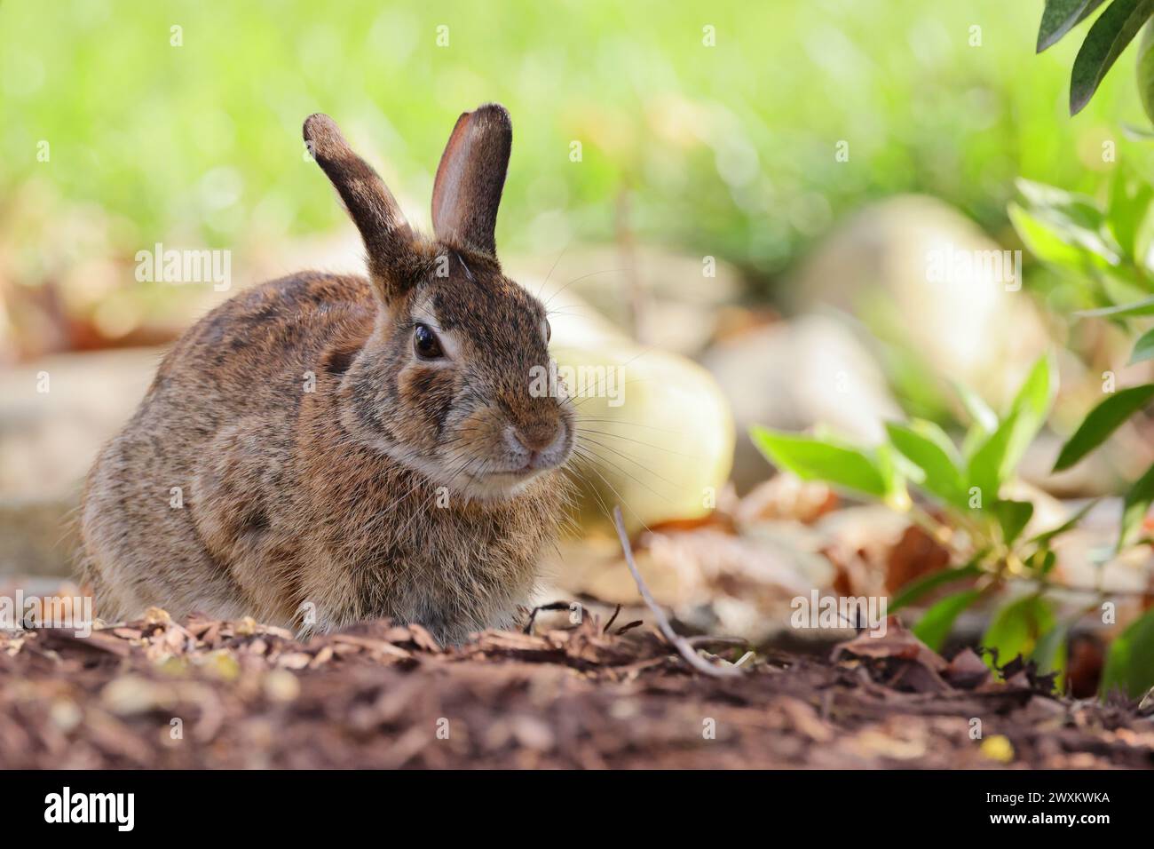 A bunny sits beside a bush in the soil Stock Photo - Alamy