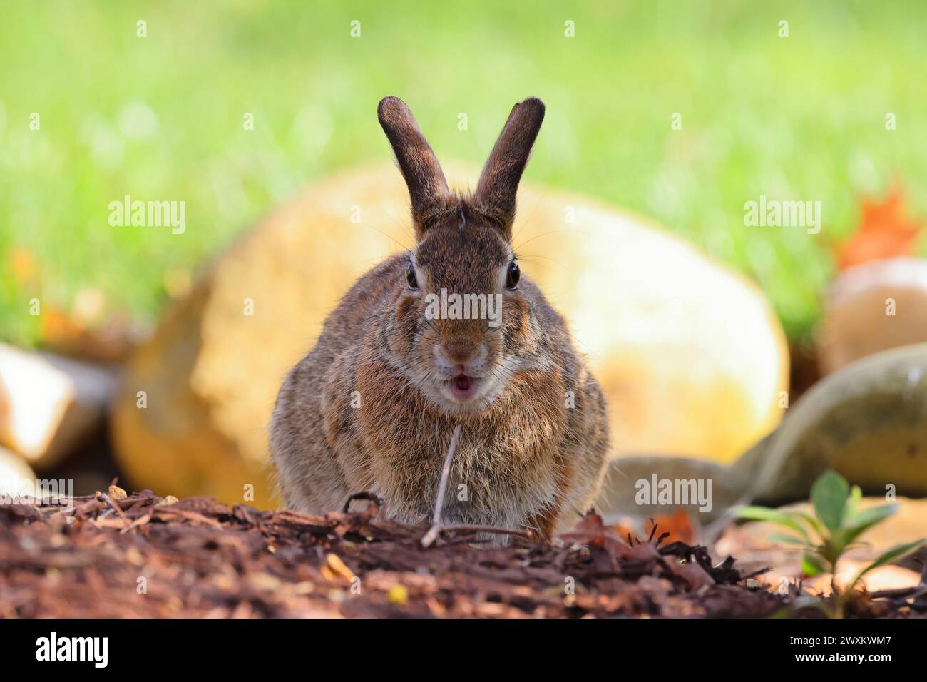 Mound of ears hi-res stock photography and images - Alamy