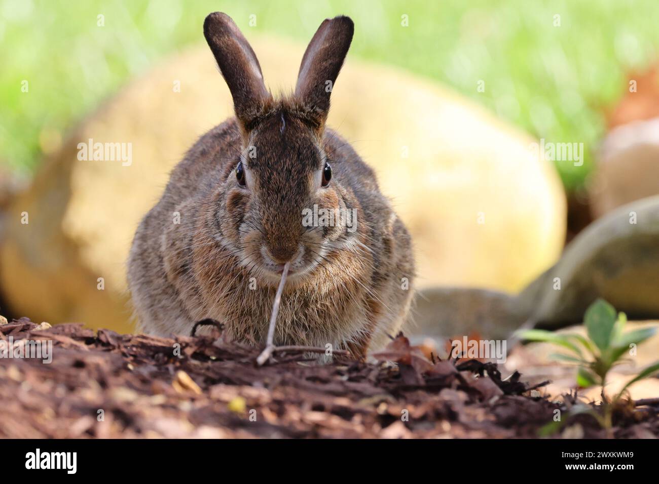 Mulch leaves hi-res stock photography and images - Alamy