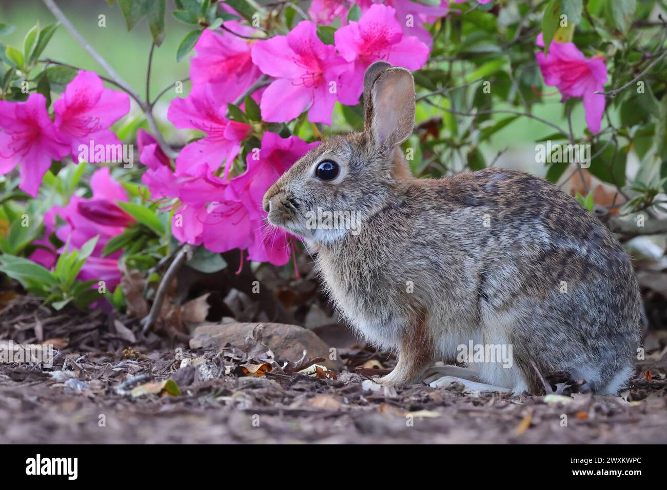 A rabbit surrounded by flowers in a garden setting Stock Photo - Alamy