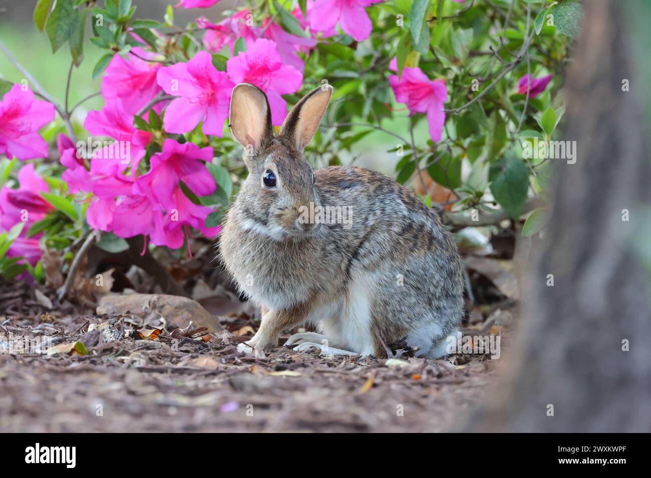 Beautiful rabbit flowers garden hi-res stock photography and images - Alamy