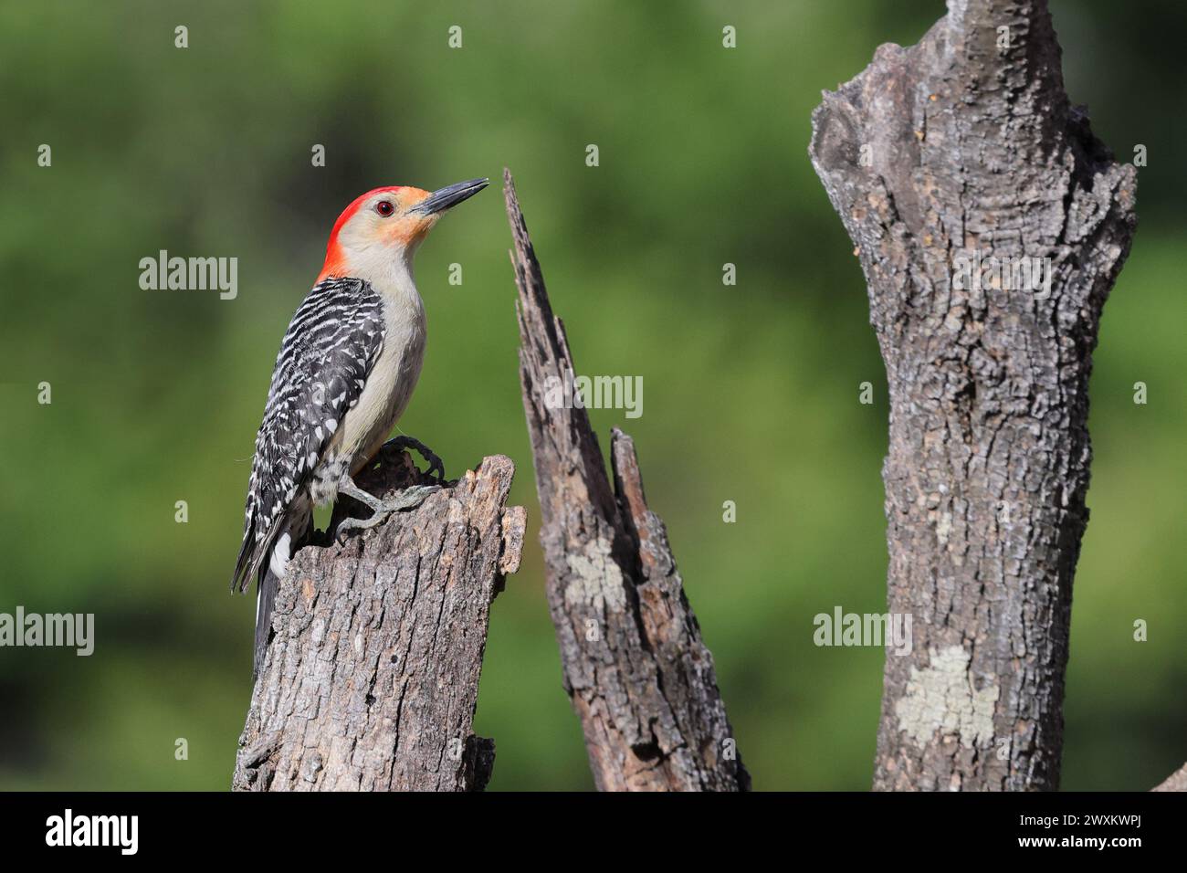 A vibrant bird perches on a bare tree branch Stock Photo - Alamy