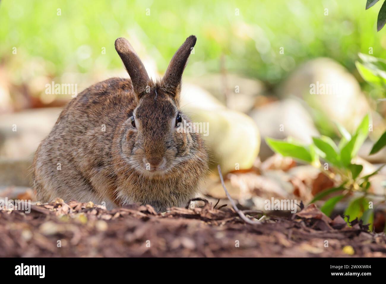 A rabbit with a dark nose sits in the soil Stock Photo - Alamy