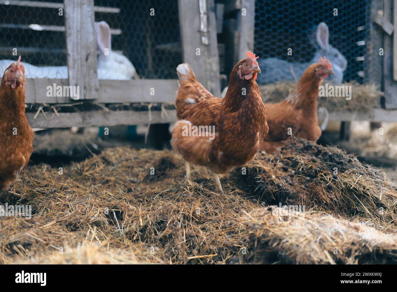 Chickens on hay by barn gate Stock Photo - Alamy