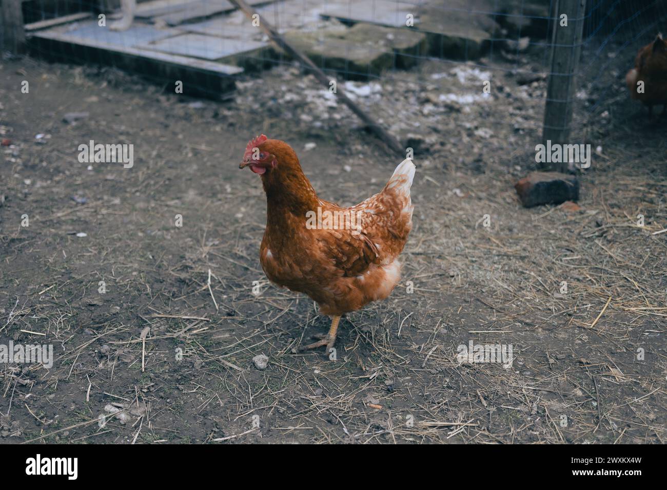 Chickens in a coop standing on the ground Stock Photo - Alamy
