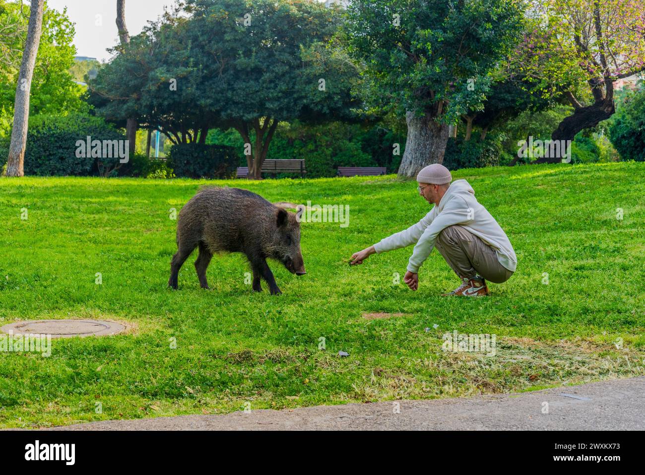 Haifa, Israel - March 30, 2024: View of local interacting with a wild ...