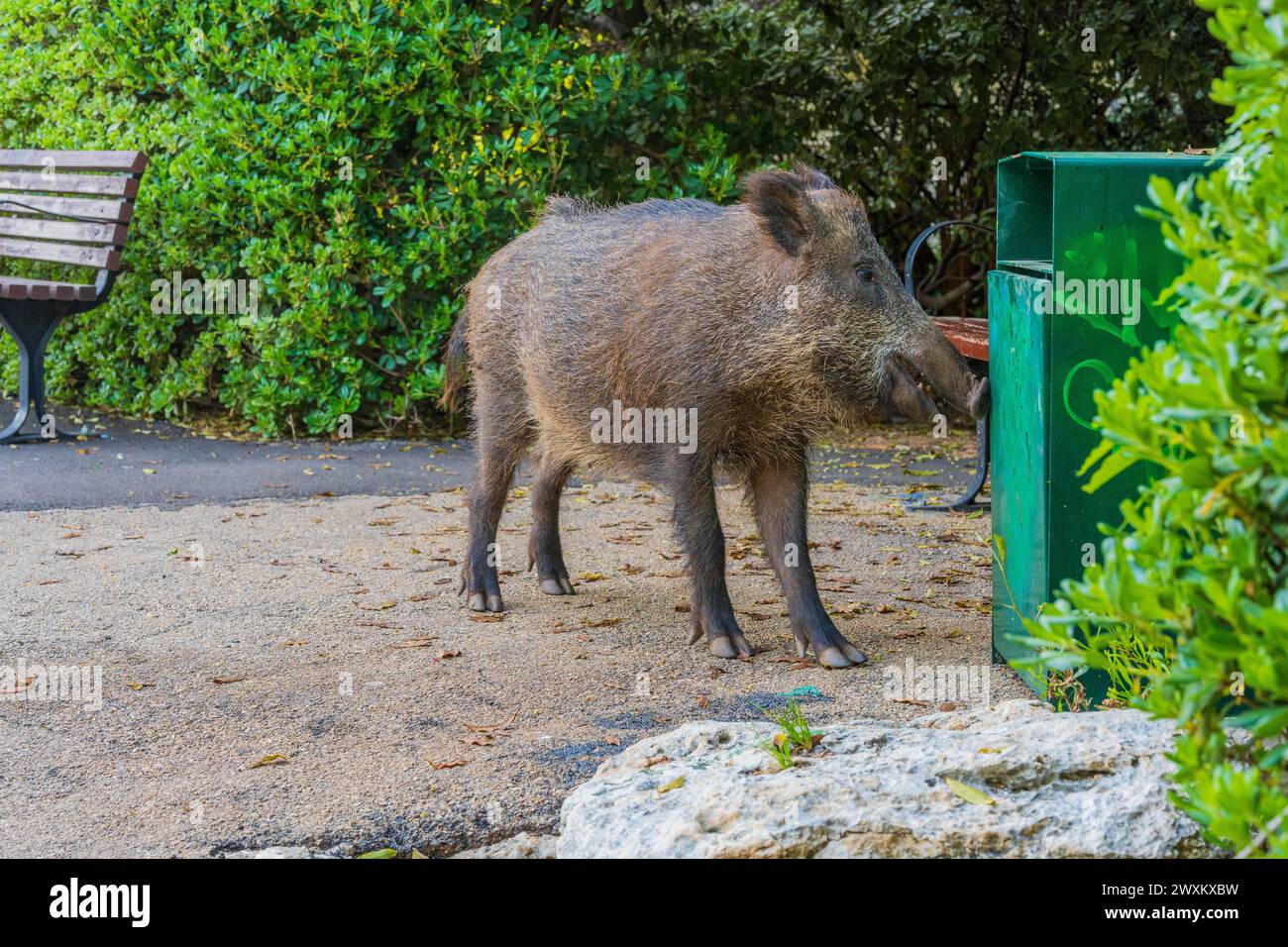 View of a wild boar trying to access a garbage bin, in a public garden ...