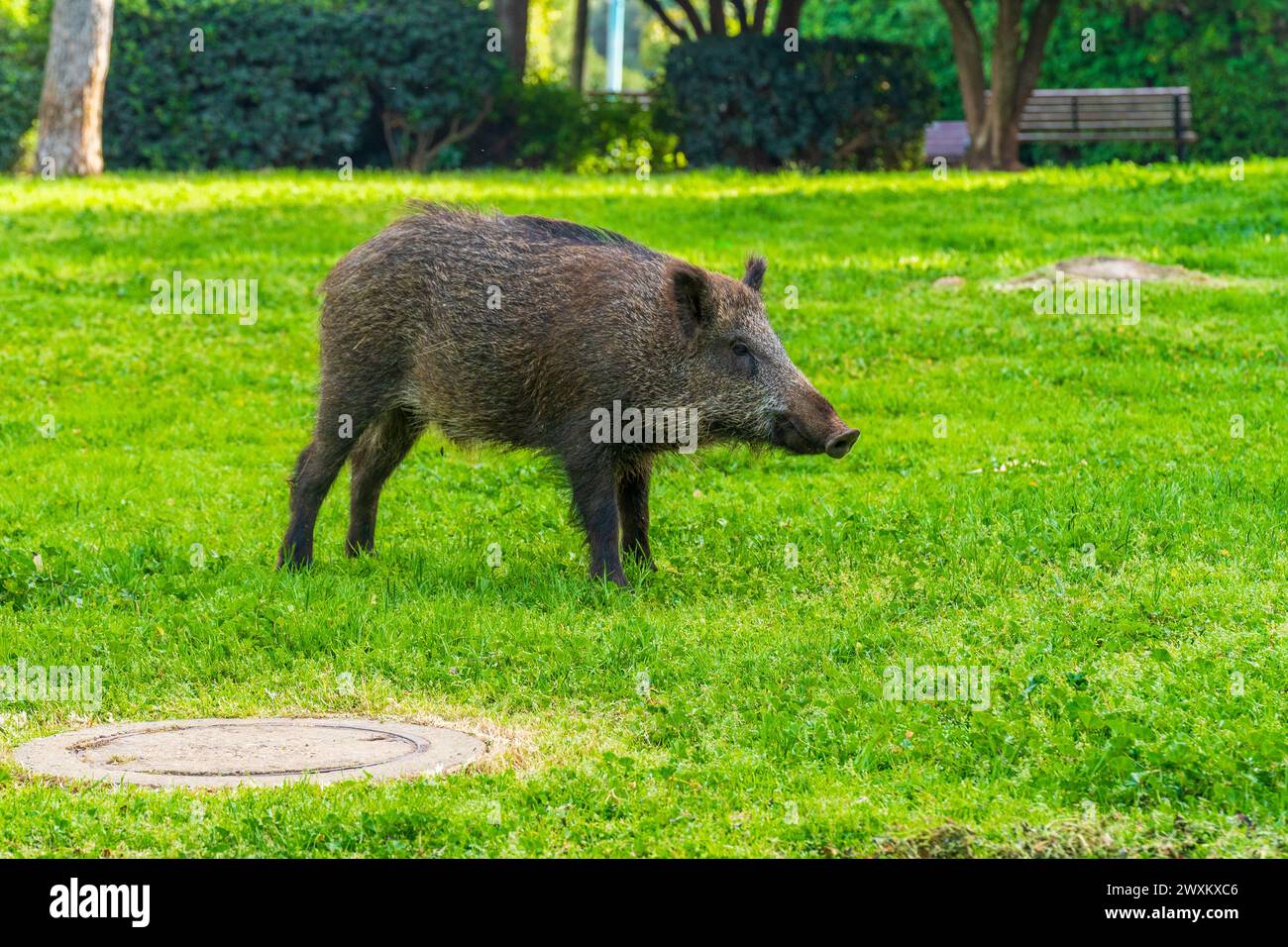 View of a wild boar in a public garden in Haifa, Israel Stock Photo - Alamy