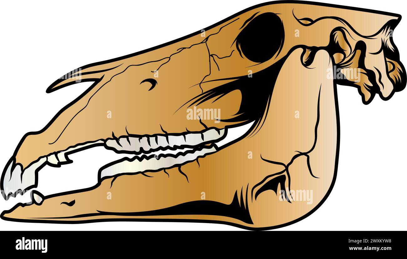 Skull element design illustration. Monochrome hand-drawn skulls set on ...