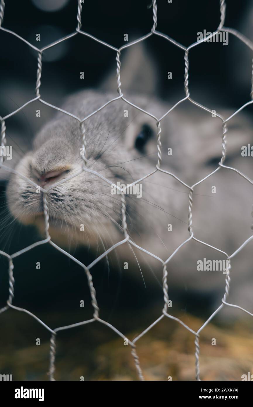 Rabbit through a cage hi-res stock photography and images - Alamy