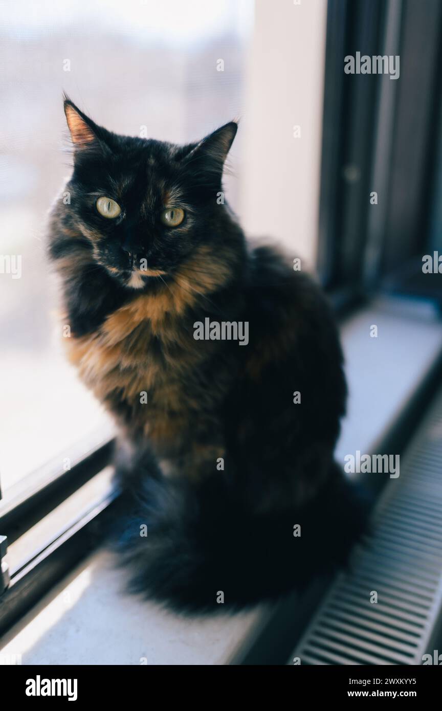Cat from a distance hi-res stock photography and images - Alamy