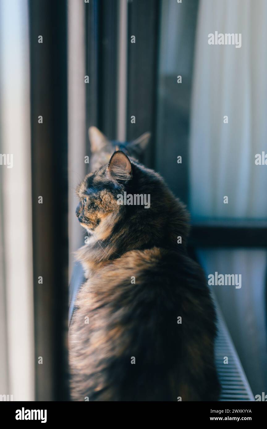 A cat observing outside through a window, framed by a railing Stock ...