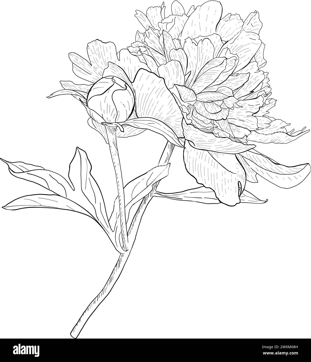 Peony vector illustration flower. Branch blossom bud leaves. Black ...