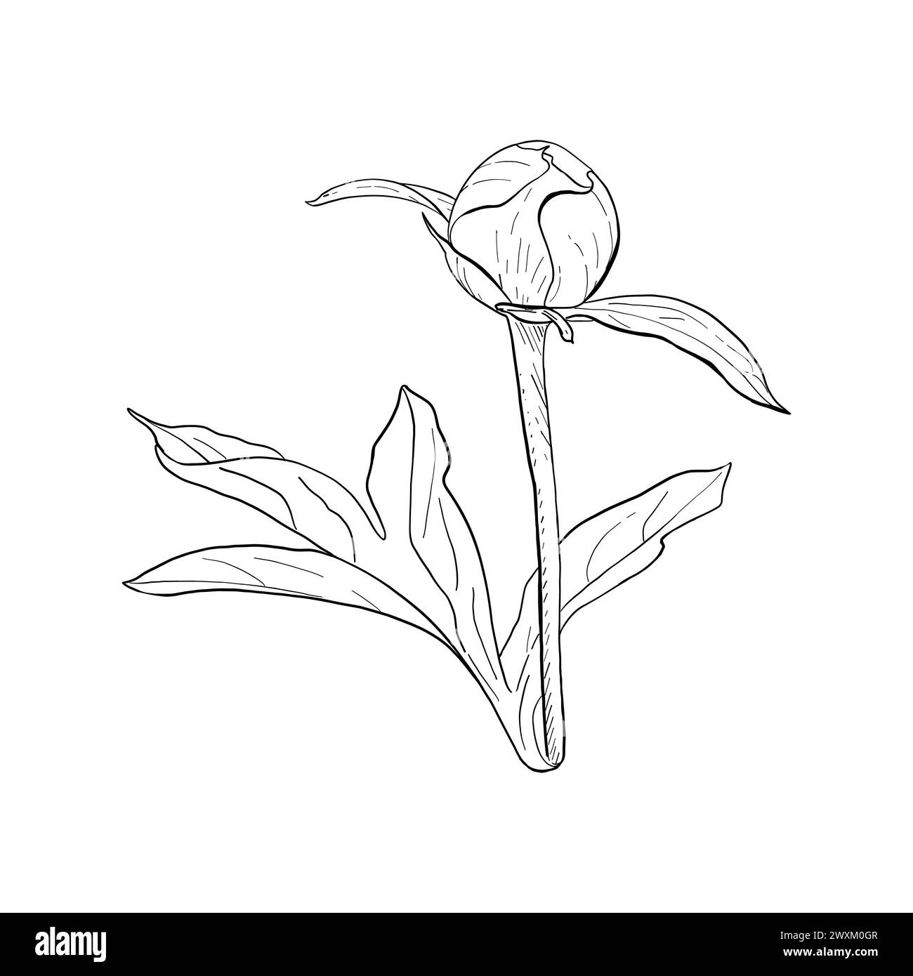 Peony vector illustration flower. Branch of leaves. Black outline ...