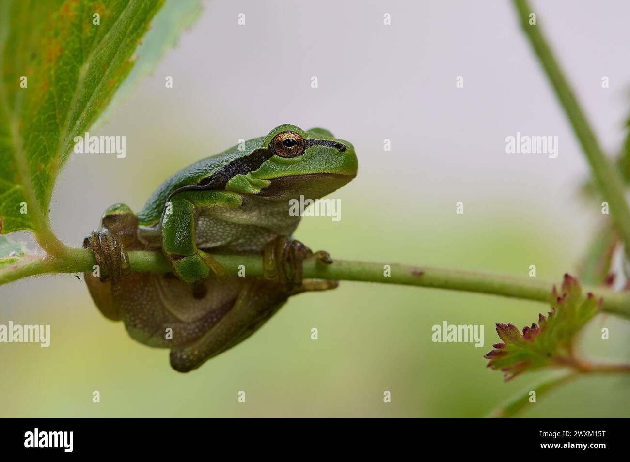 Tree frog sitting on a plant hi-res stock photography and images - Alamy