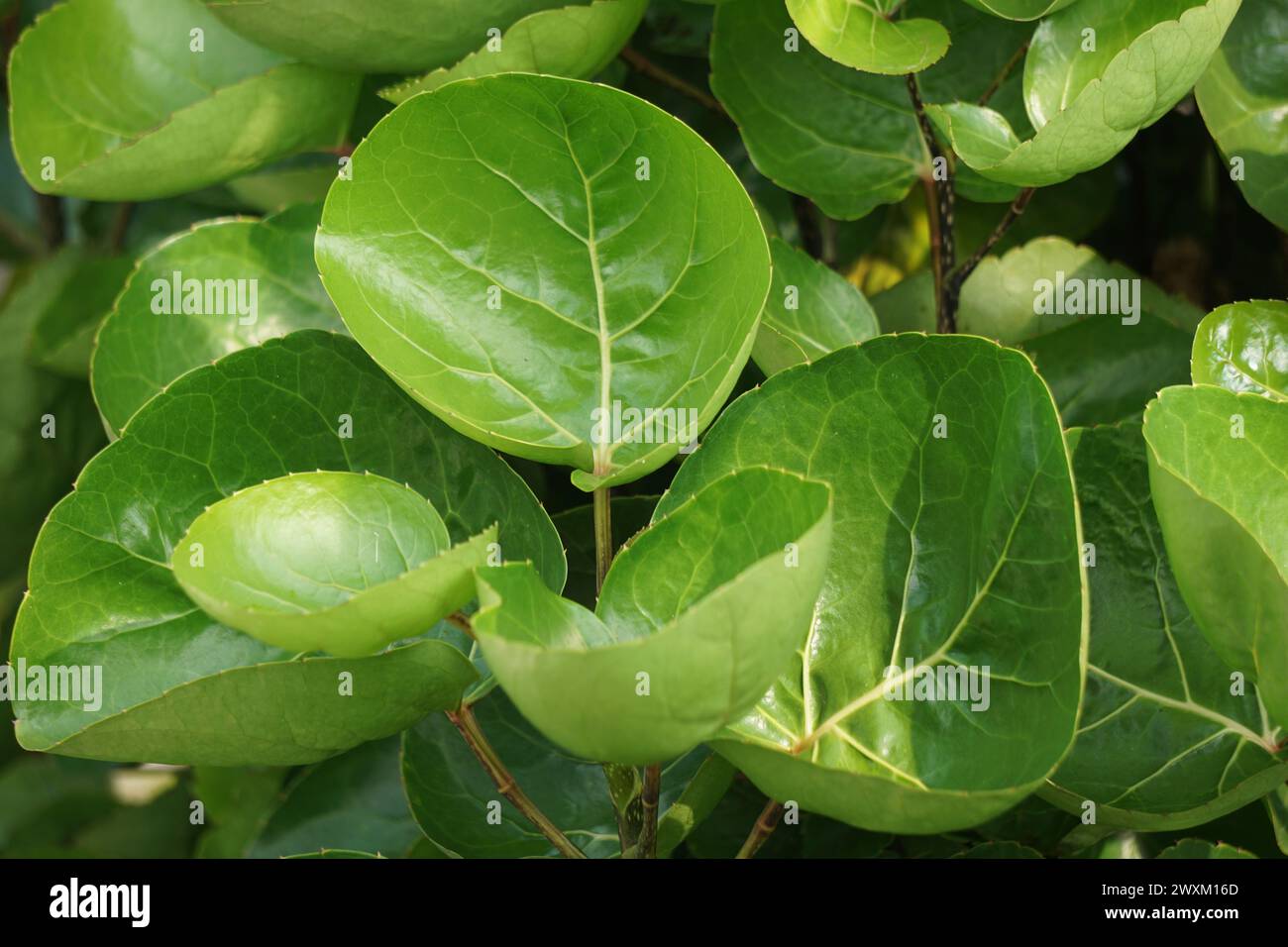 Polyscias scutellaria (Mangkokan, daun mangkokan, the shield aralia ...
