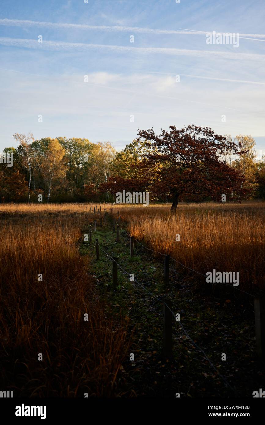 Open field landscape hi-res stock photography and images - Alamy