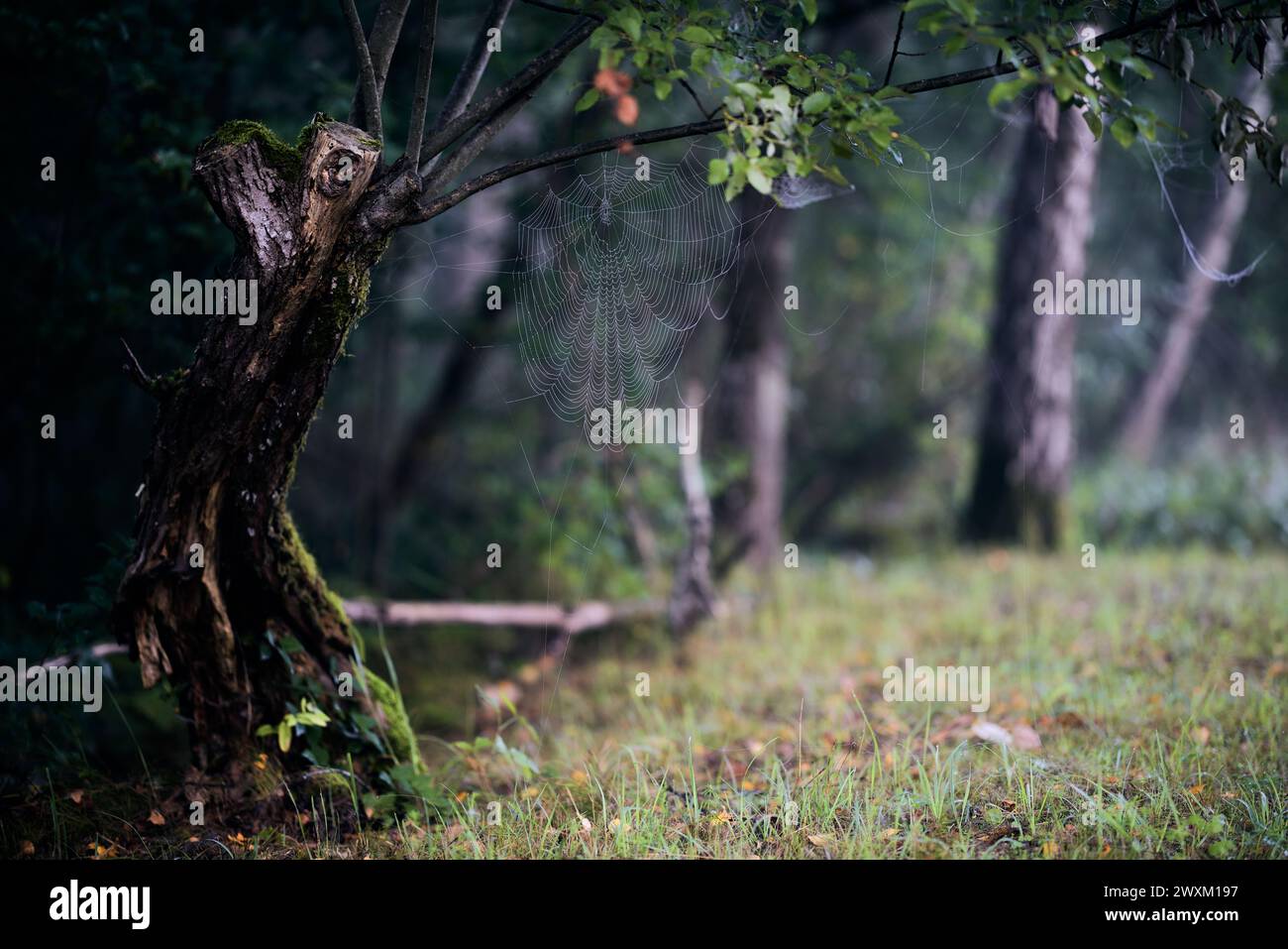 Gossamer web hi-res stock photography and images - Alamy