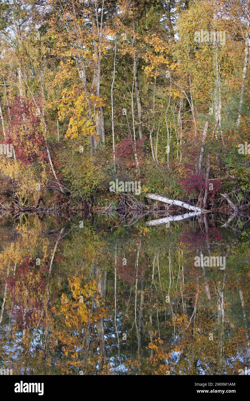 A serene pond near the forest with leaves floating on the water's ...