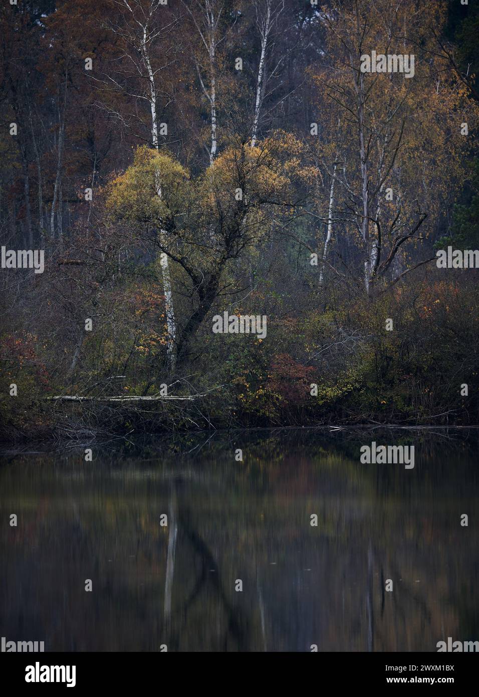 Scenic river with lush trees and gentle water flow Stock Photo - Alamy