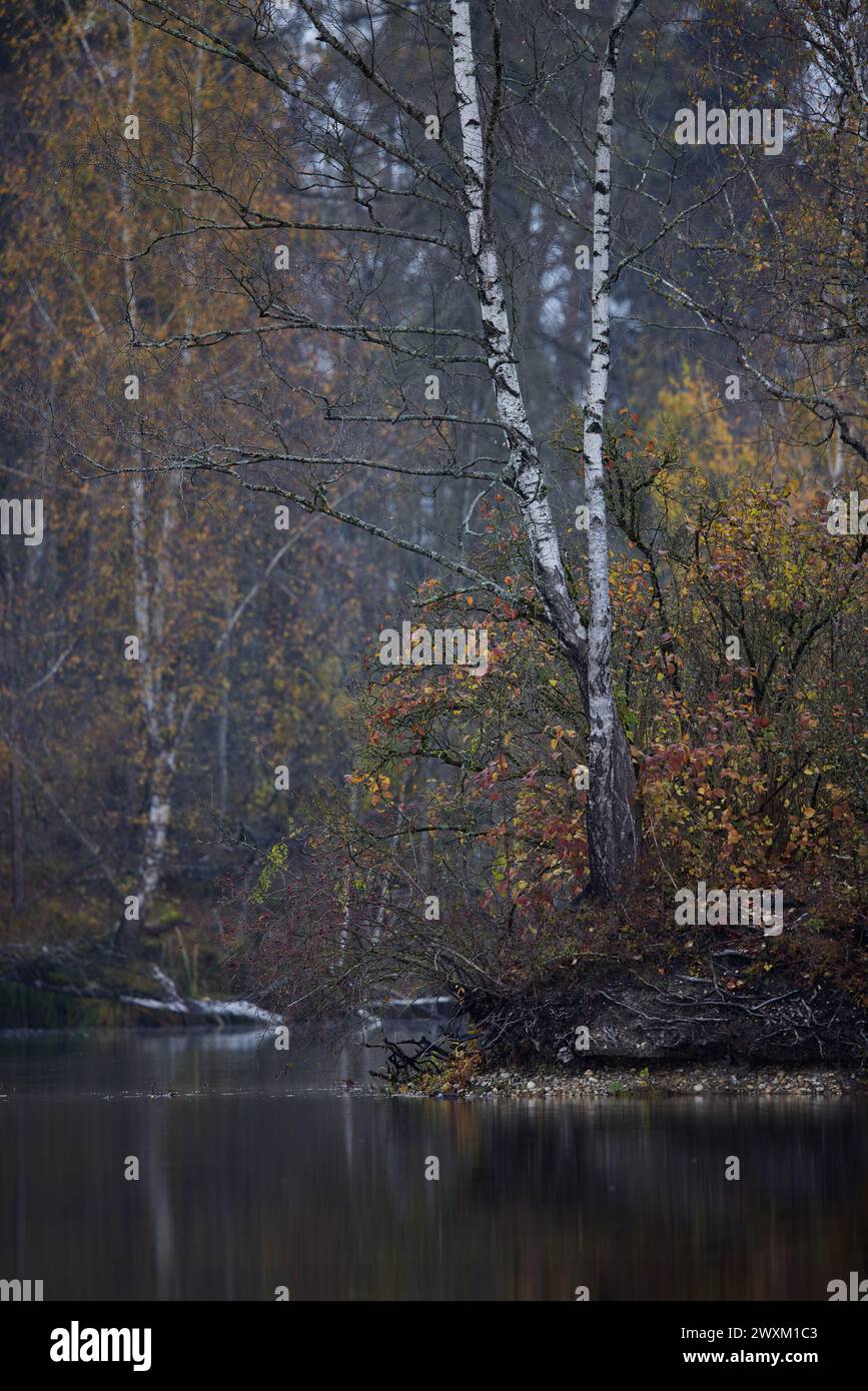 Serene scene of trees hi-res stock photography and images - Alamy