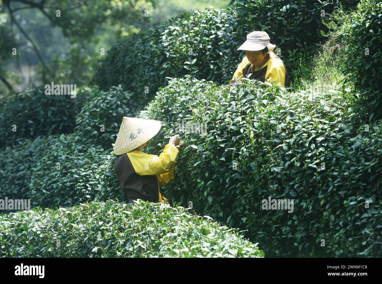 HANGZHOU, CHINA - APRIL 1, 2024 - Tea pickers are picking buds of West ...