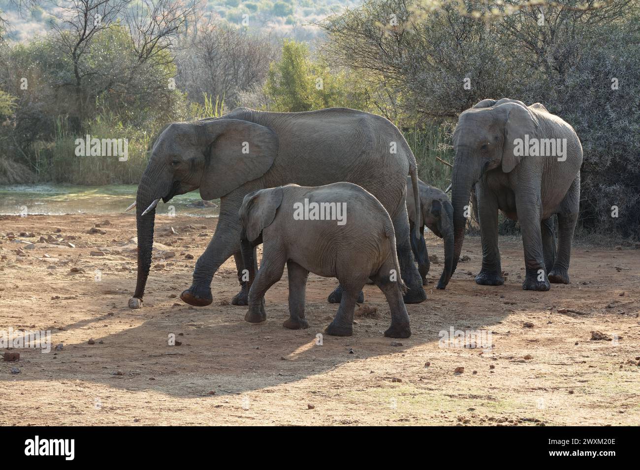 Elephants in the South African Bush - Elephant family group walking ...