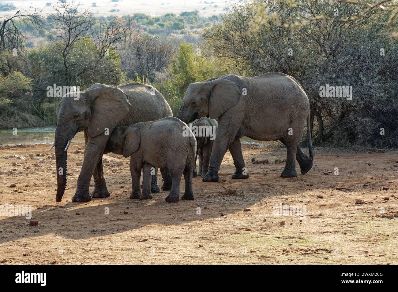 Elephant family group walking in the veld hi-res stock photography and ...