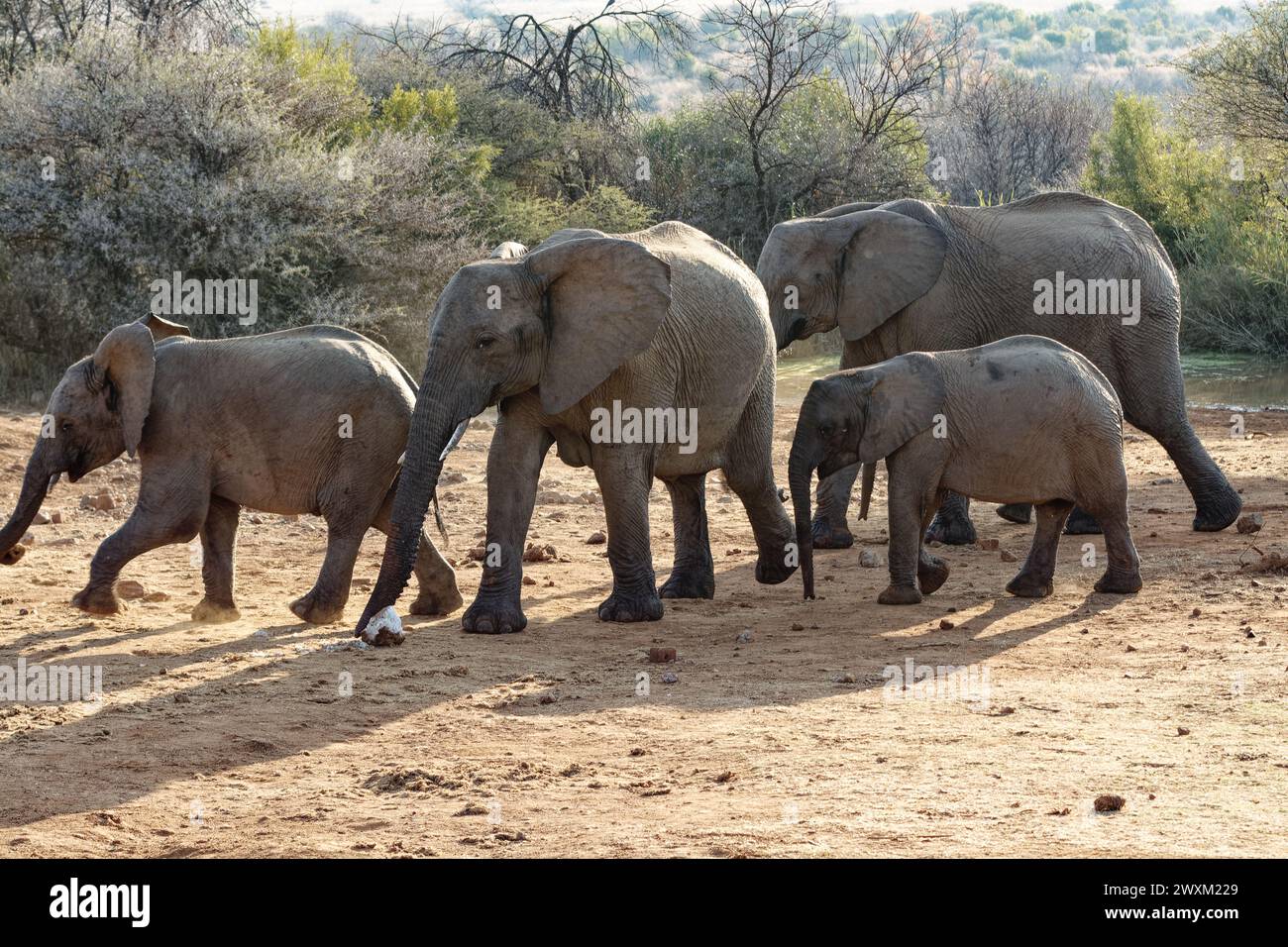 Elephants in the South African Bush - Elephant family group walking ...