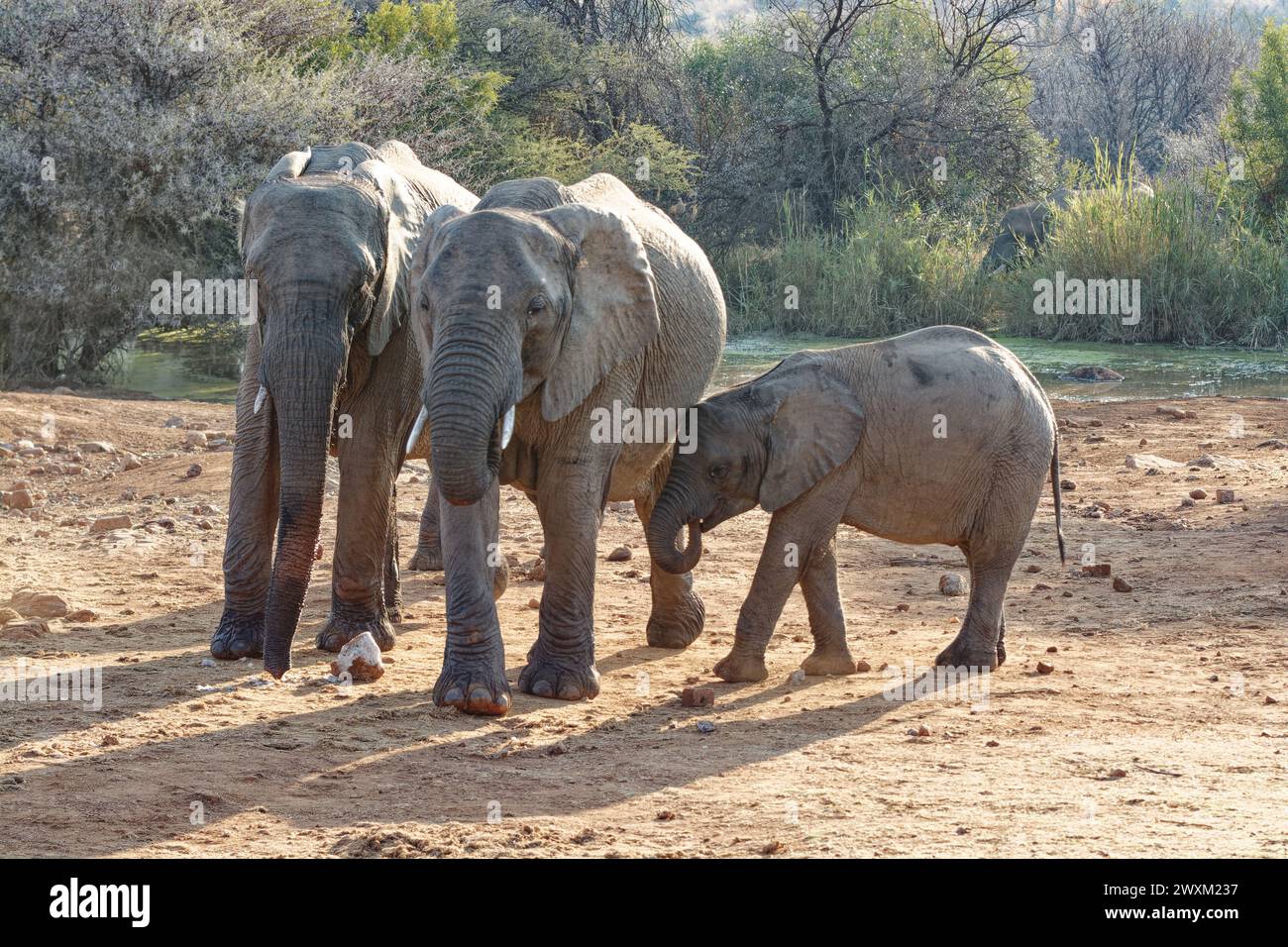 Elephants in the South African Bush - Elephant family group walking ...
