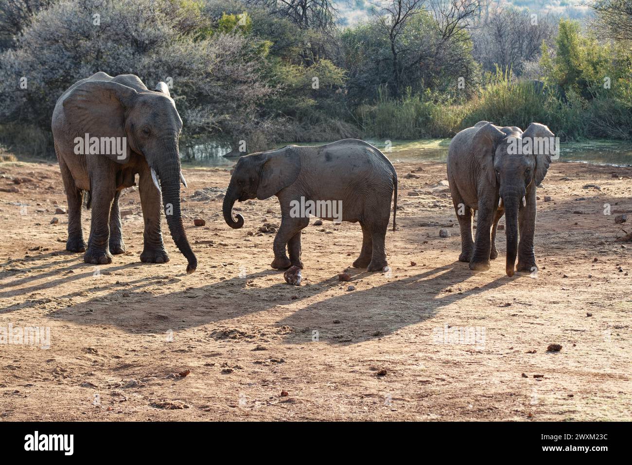 Elephants giant tusks walk in hi-res stock photography and images - Alamy