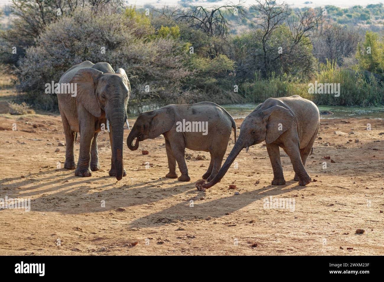 Elephants in the South African Bush - elephant trio - Mother, Father ...