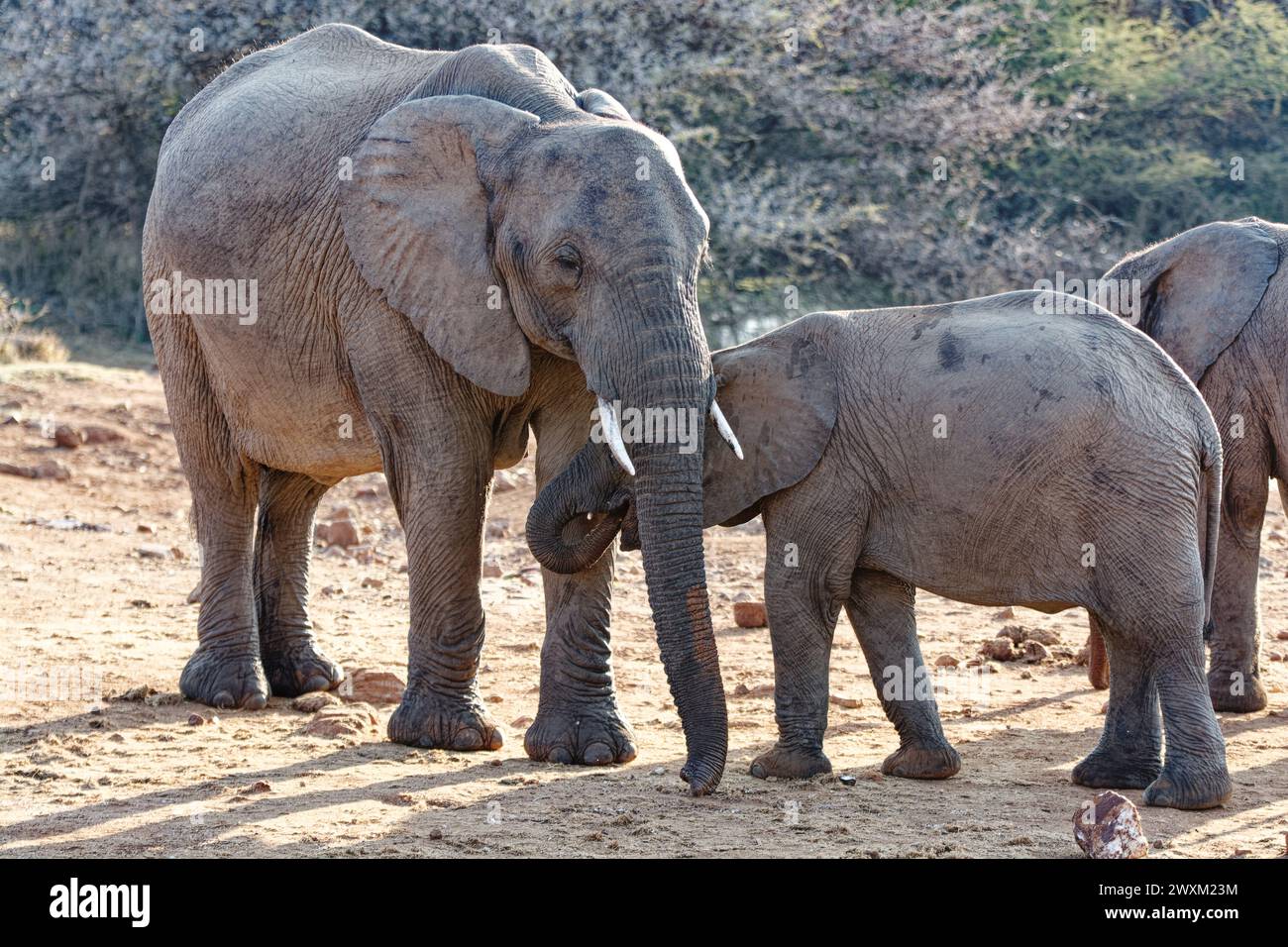 Elephants in the South African Bush - Elephant Mother and Child having ...