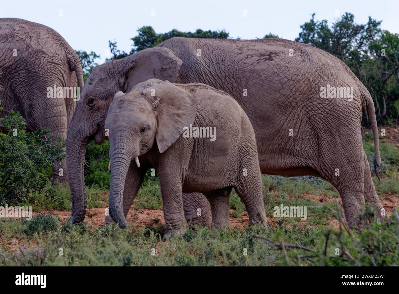 Elephants in the South African Bush - elephant trio - Mother, Father ...