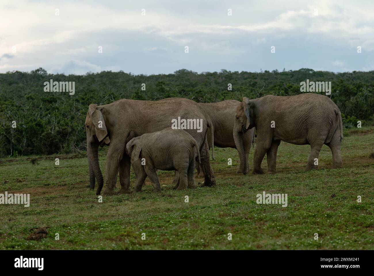 Elephants in the South African Bush - Elephant family group walking ...