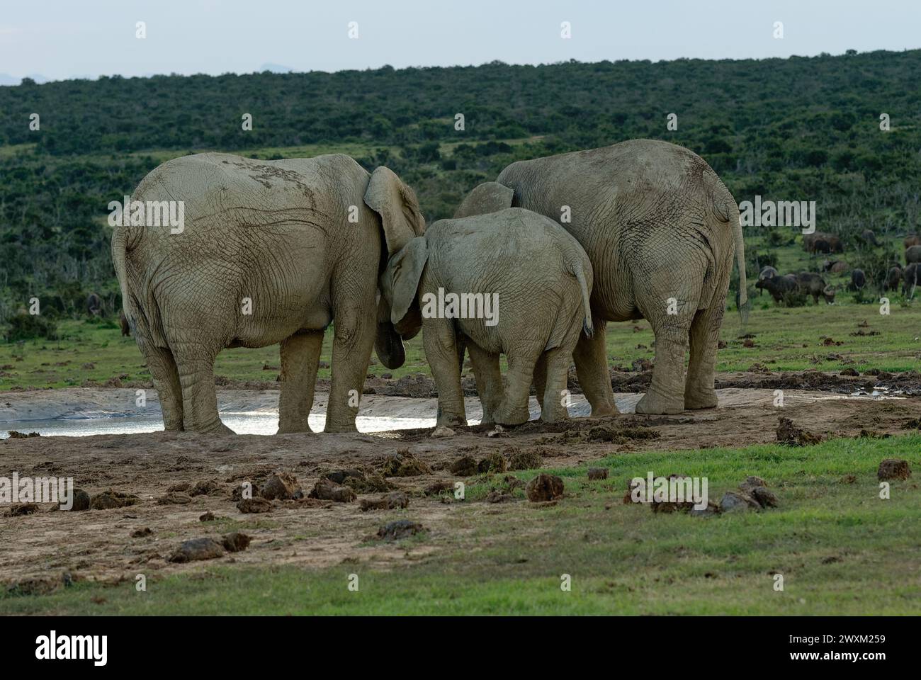 Parent elephants at waterhole with child hi-res stock photography and images - Alamy
