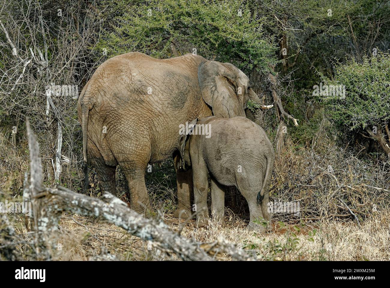 Elephants in the South African Bush - Mother and child huddling ...