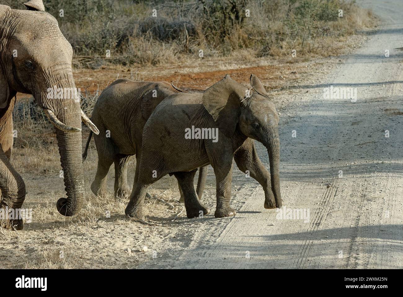 Elephants in the South African Bush - Mother Elephant guiding two young ...