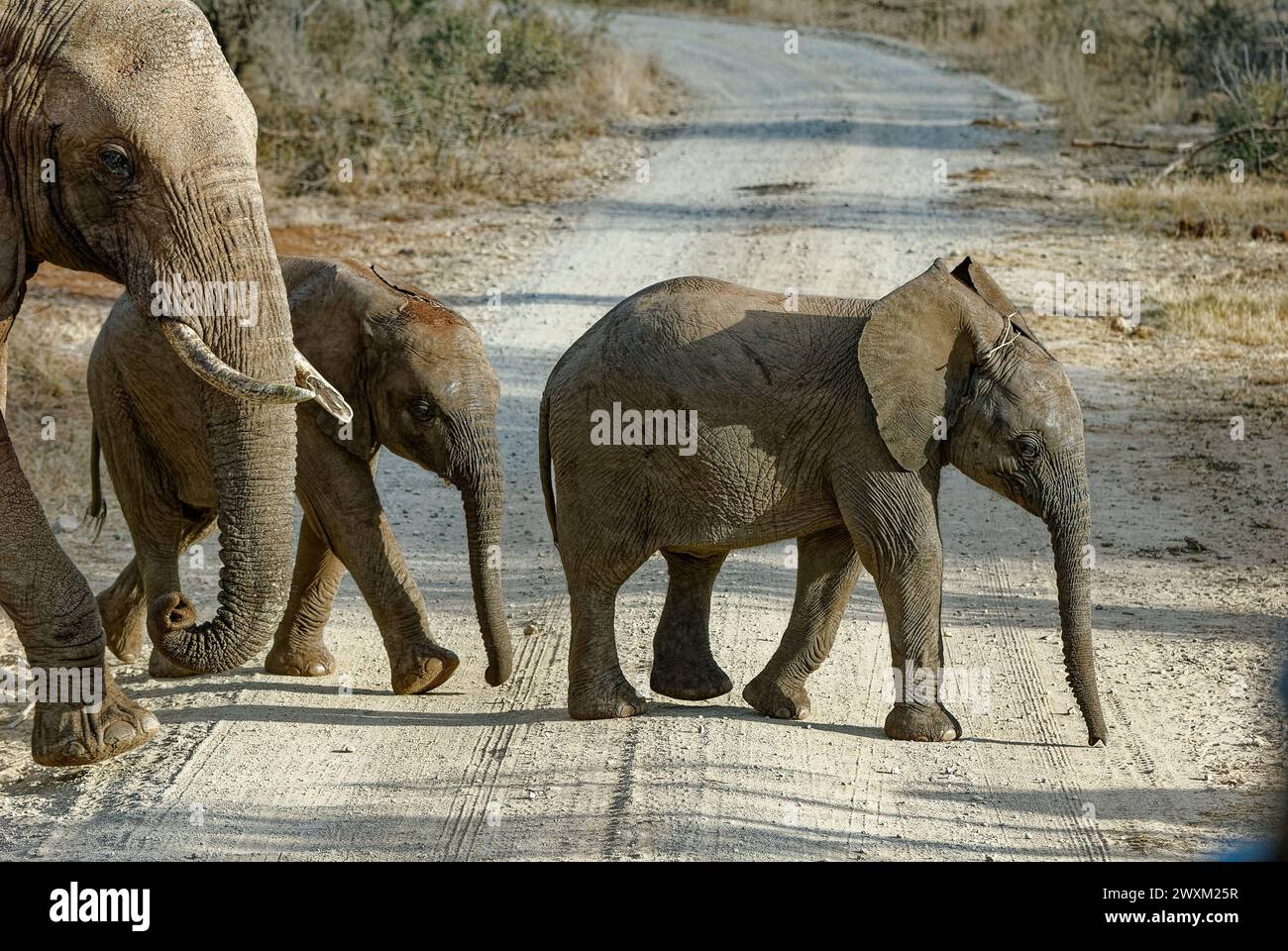 Elephants in the South African Bush - Mother Elephant guiding two young ...