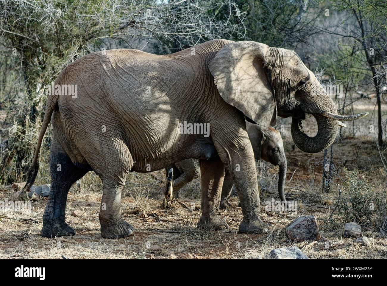 Elephants in the South African Bush - Large male elephant side on ...