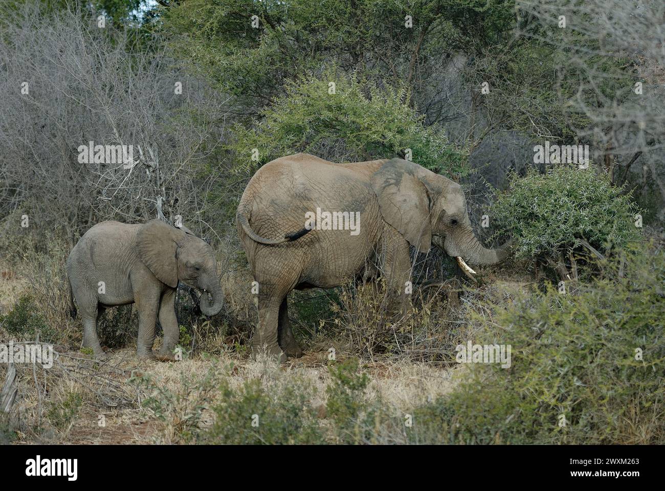 Elephants in the South African Bush - Mother Elephant and her baby ...