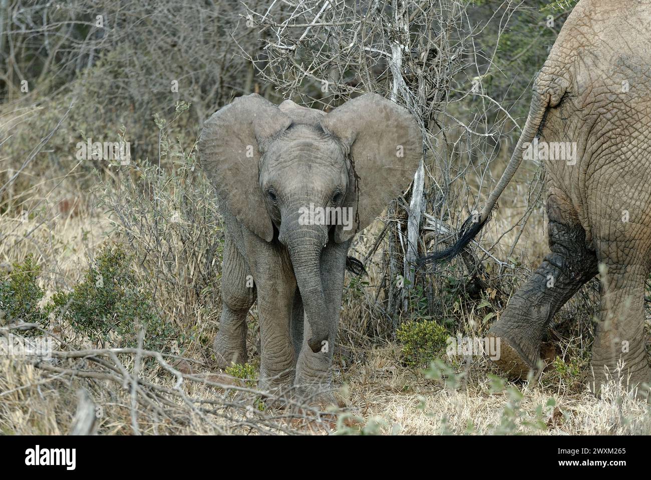 Elephants in the South African Bush - Baby Elephant looking at camera ...