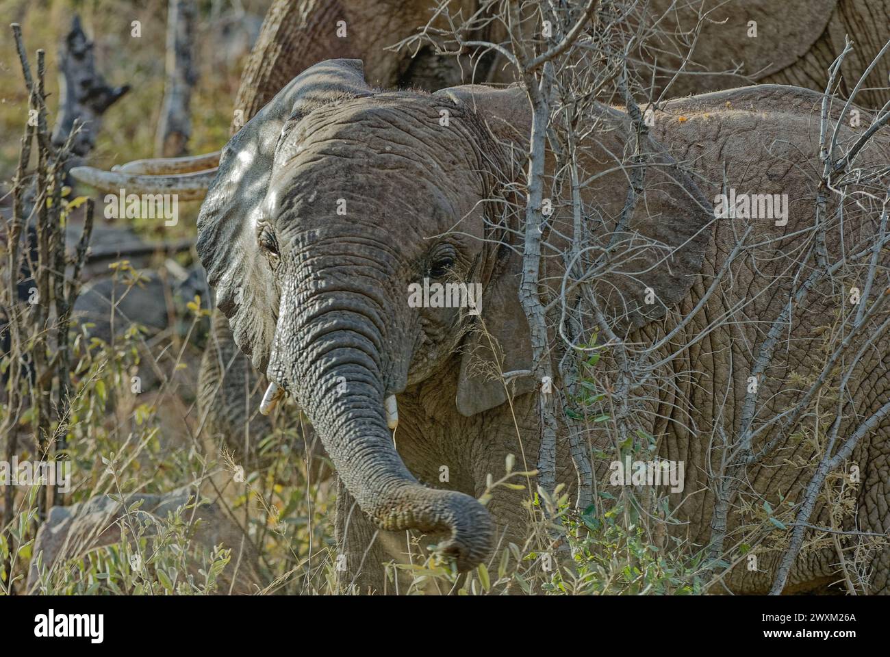 Elephants in the South African Bush - young elephant pointing trunk ...