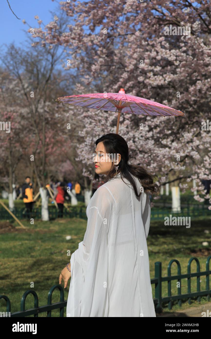 Blooming cherry blossoms at Yuyuantan Park attract tourists in Beijing ...