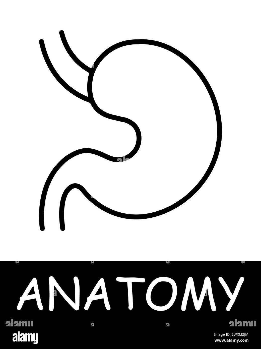 Stomach line icon. Digestion, food, acidity, anatomy, medicine ...