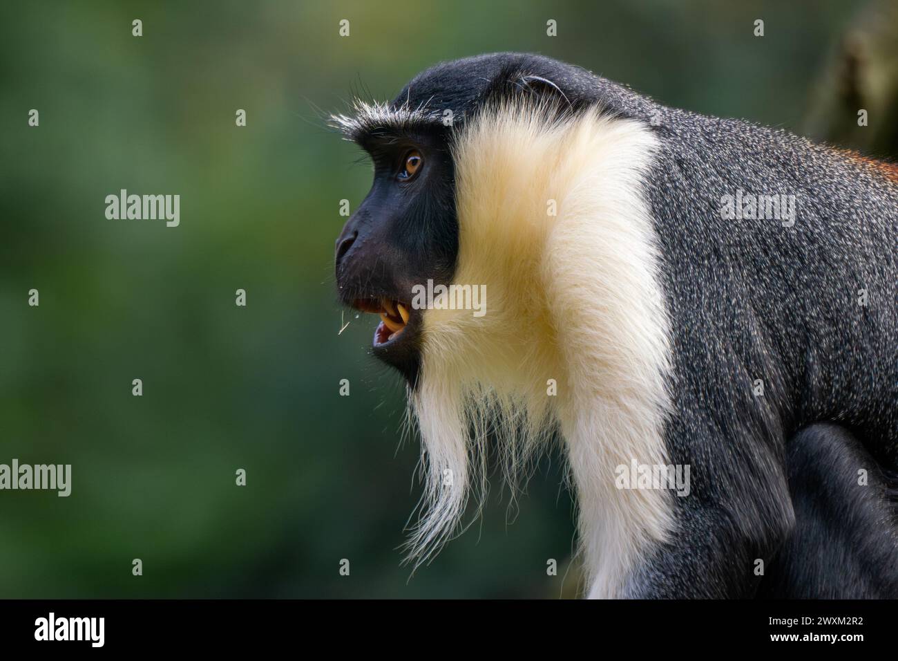 Roloway Guenon - Cercopithecus roloway, portrait of beautiful colored ...
