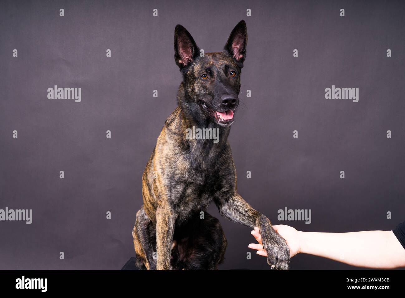 Dog paw takes the man. People support pets, studio shot Stock Photo - Alamy